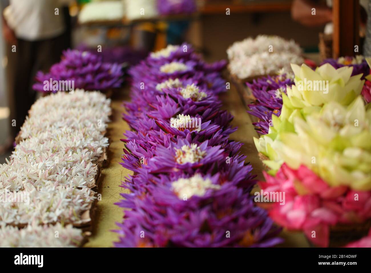 Vibrant flower petals in garden Sri Lanka Stock Photo - Alamy