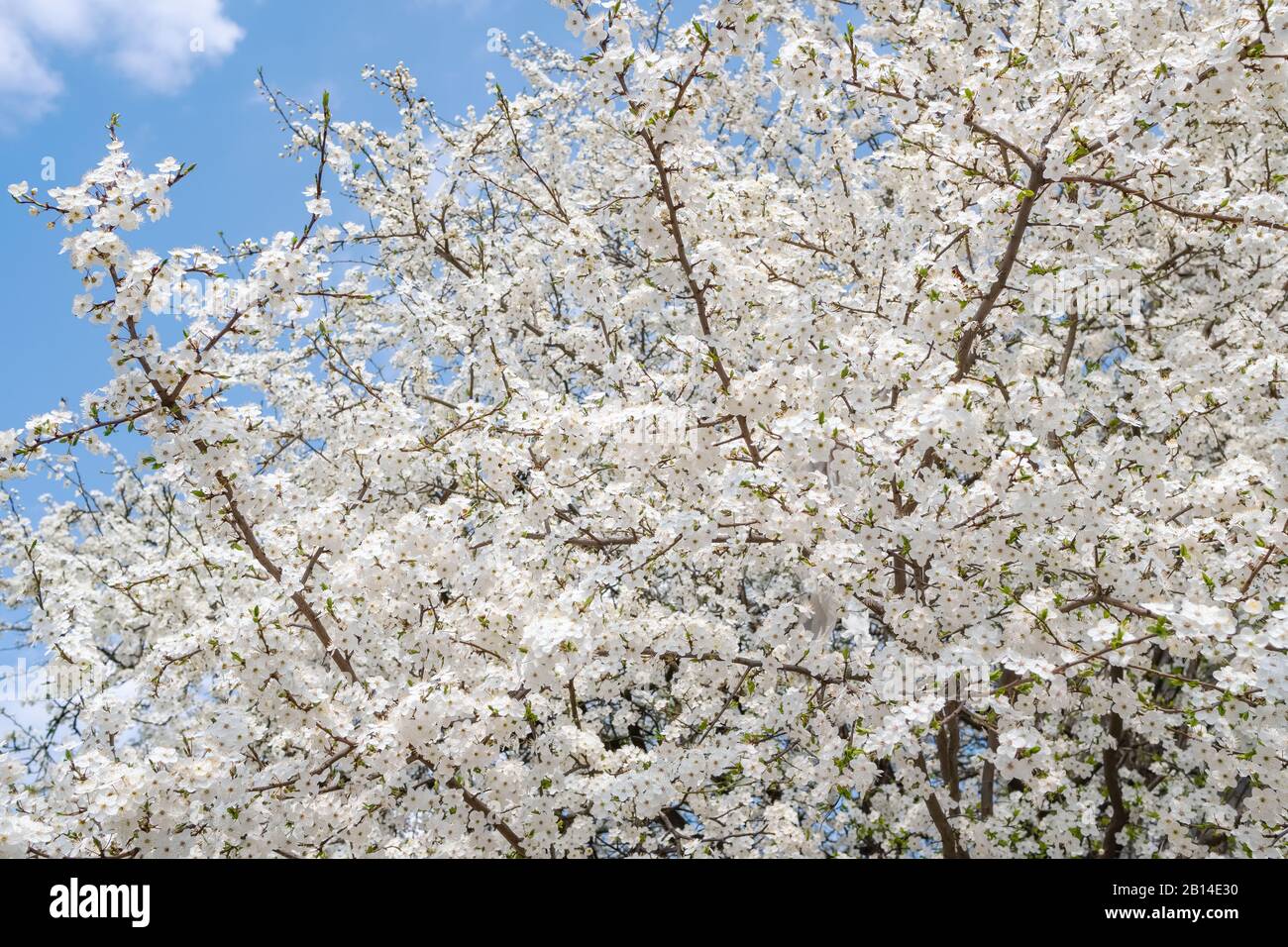 Blooming white sakura cherry blossom flowers close-up Stock Photo - Alamy