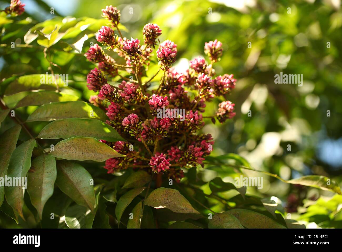 Vibrant flower petals in garden Sri Lanka Stock Photo - Alamy
