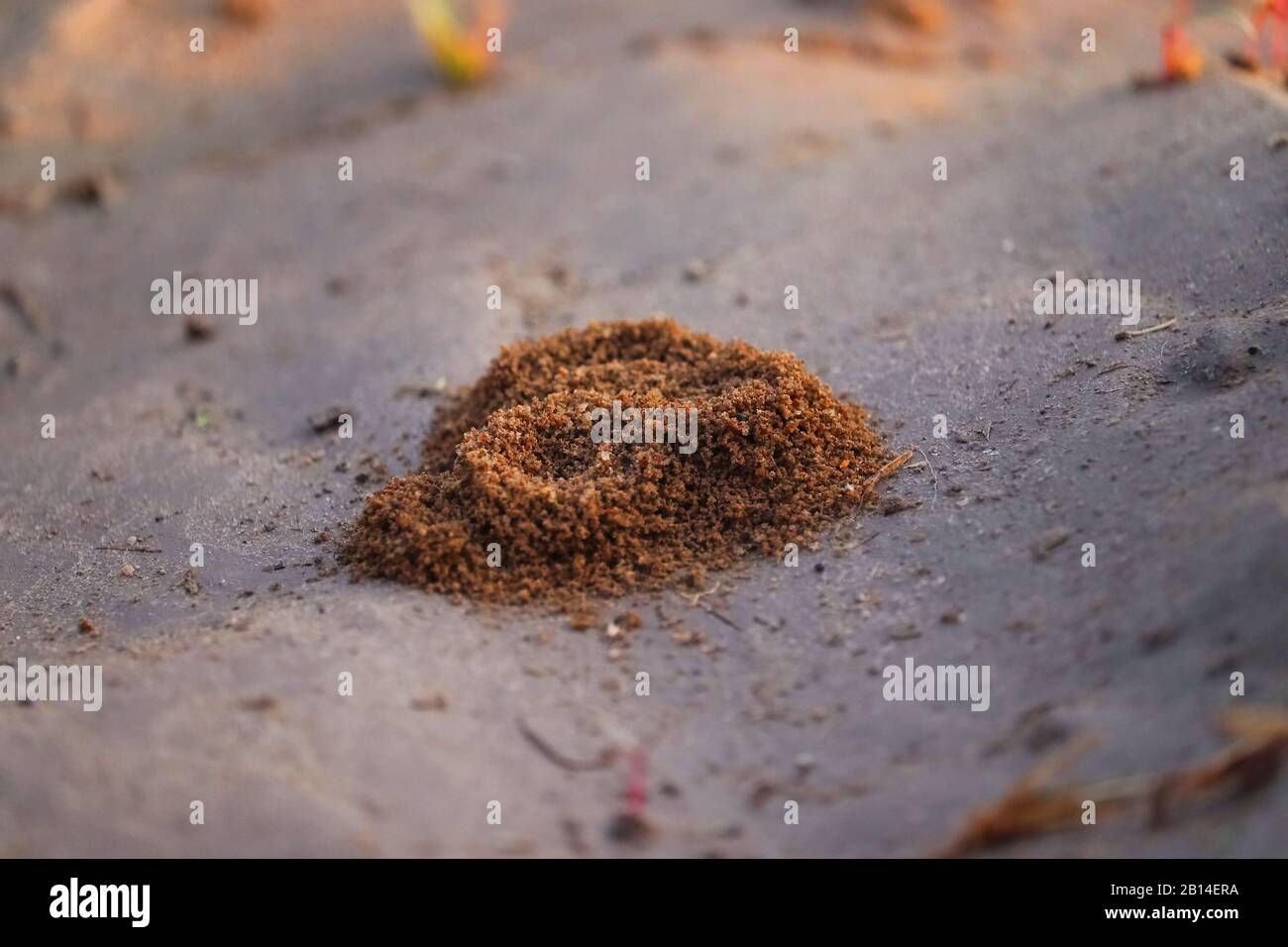 sand hill built by ants on agriculture farm with morning fresh sun ...