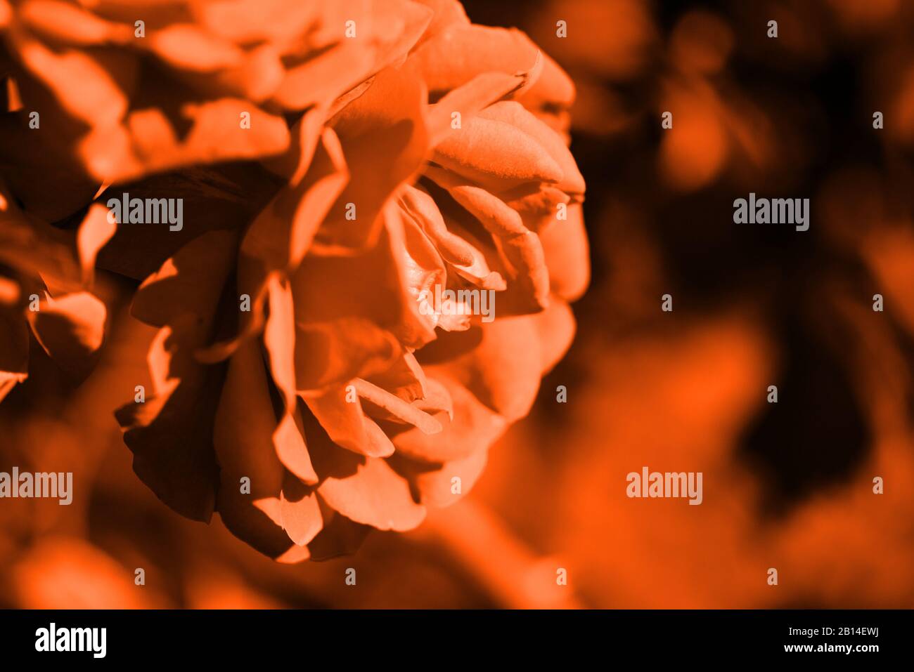 Beautiful orange color flower hi-res stock photography and images - Alamy