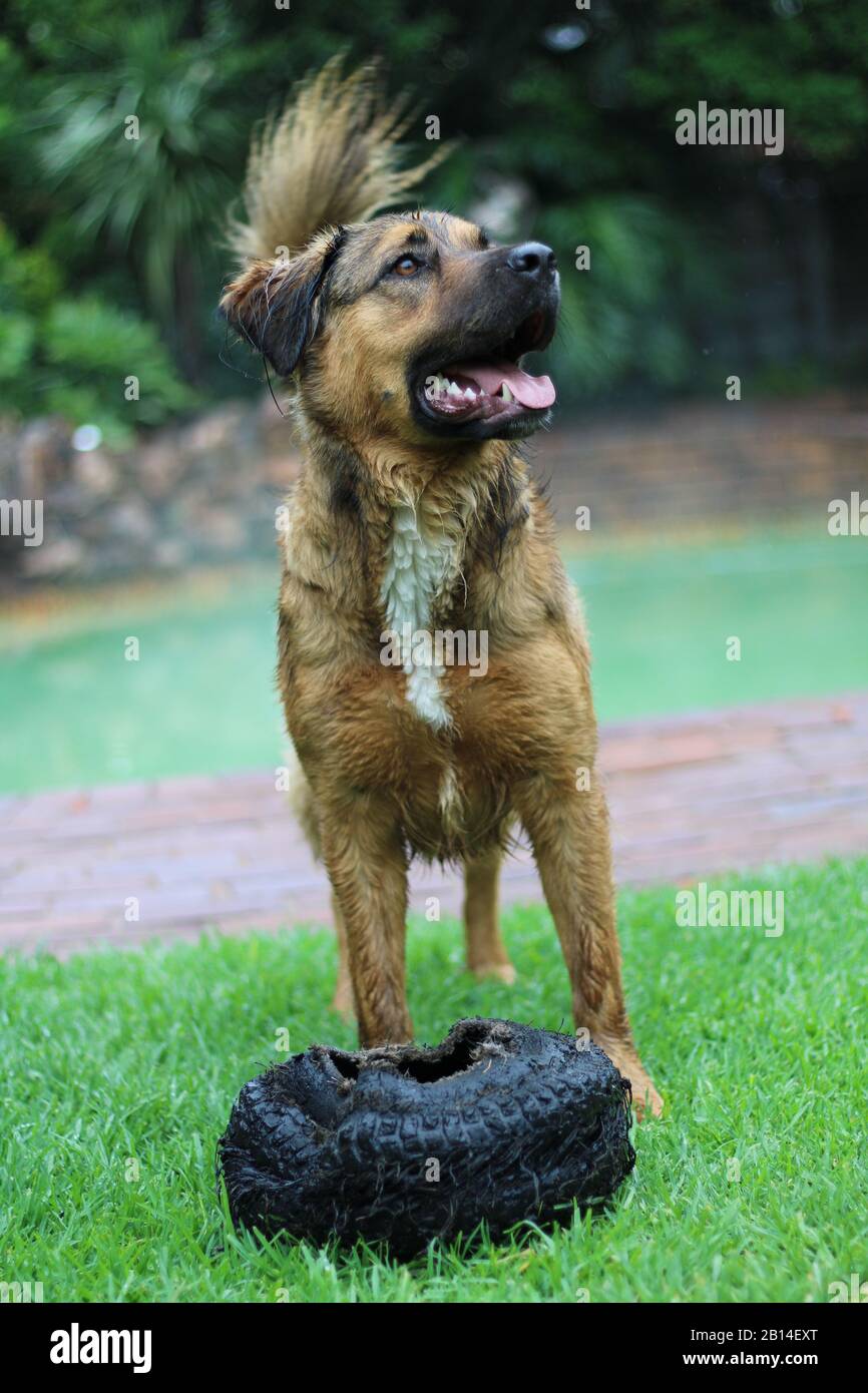 Dog playing in the rain Stock Photo - Alamy