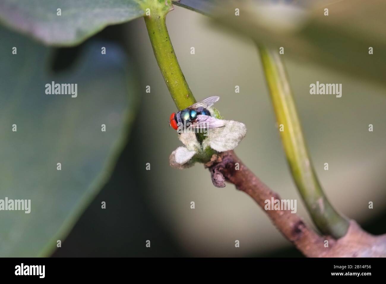 A Garden fly or bee collecting pollen on glossary flower for baby ...