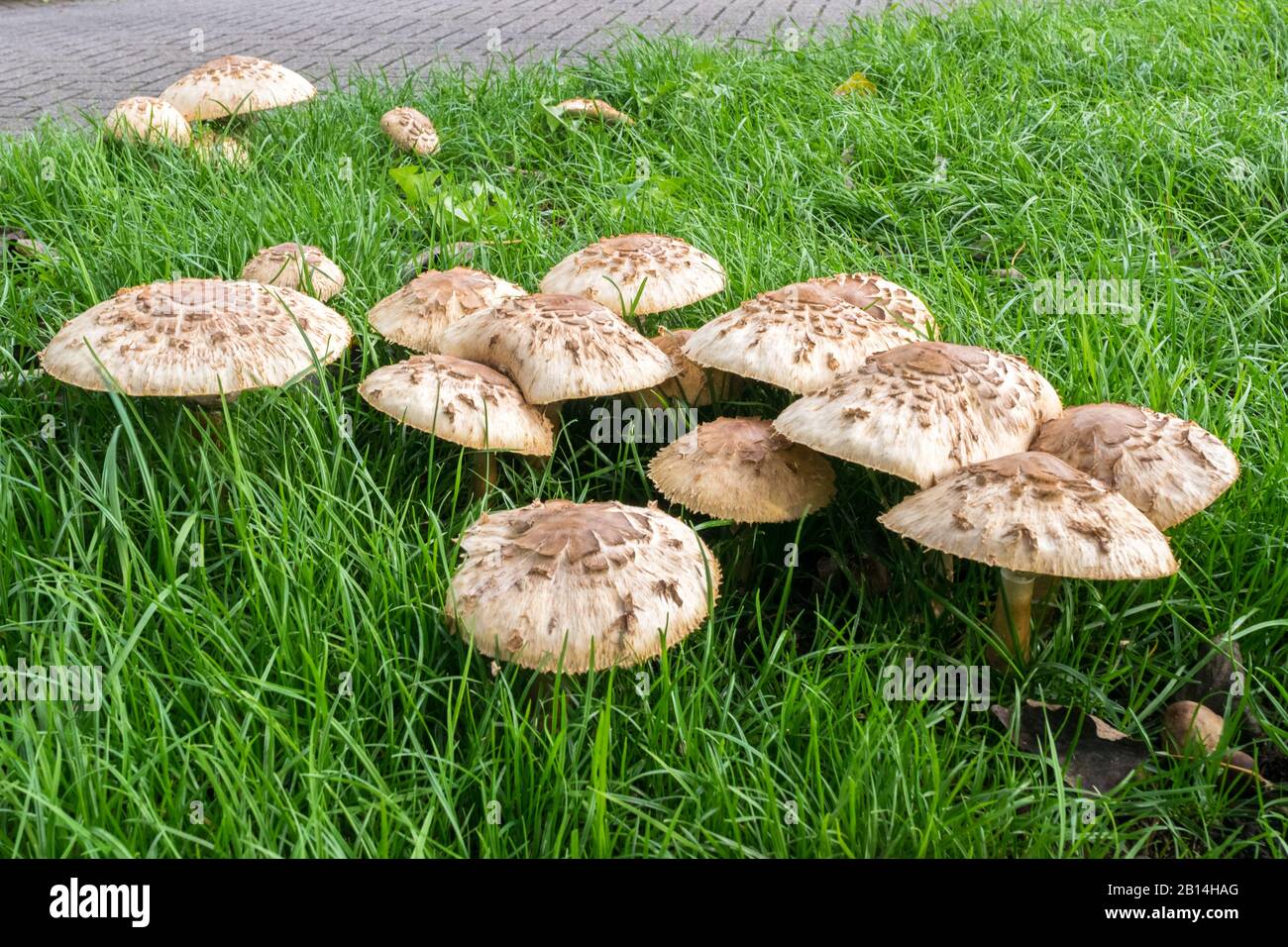 Large mushrooms hi-res stock photography and images - Alamy