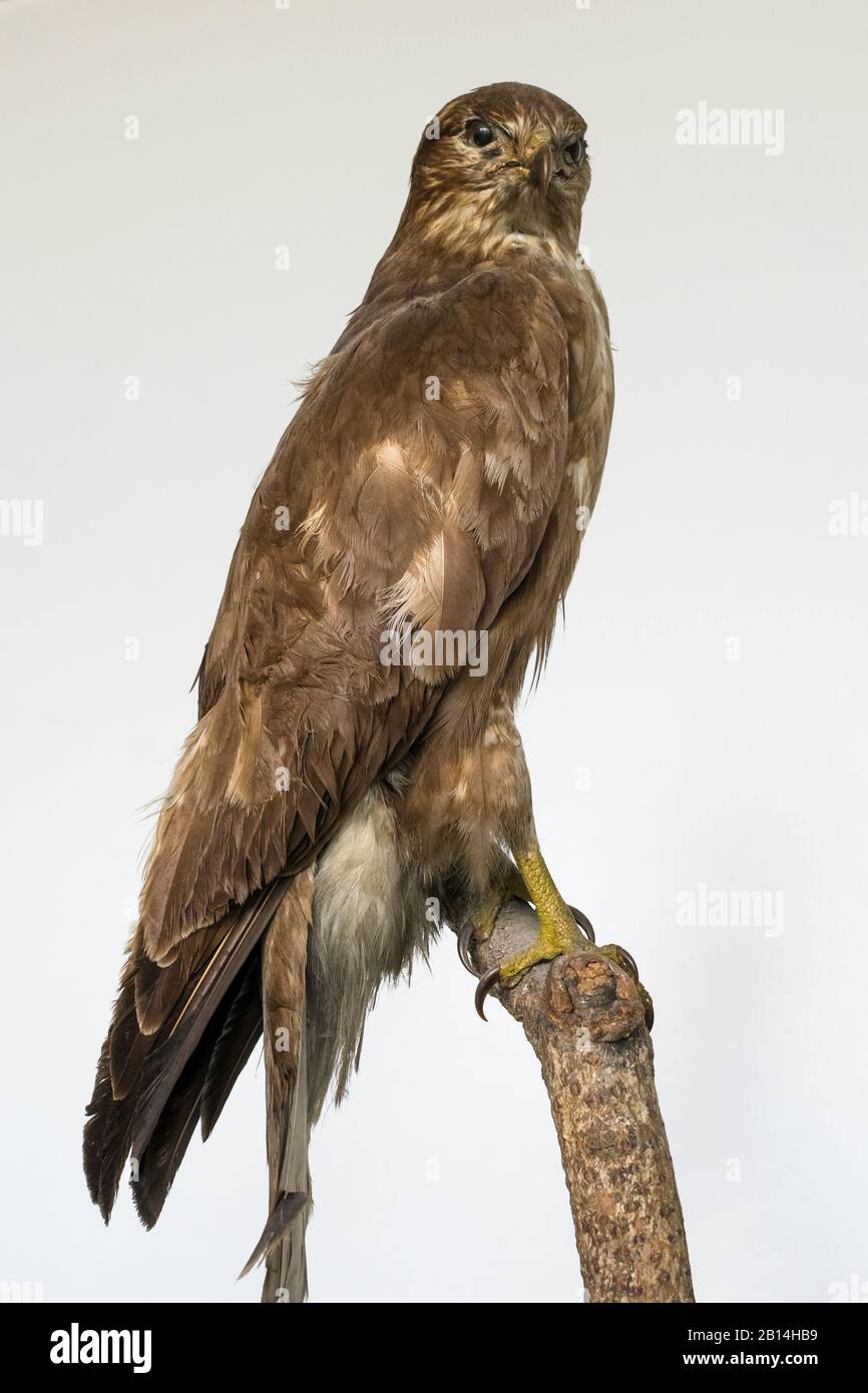 Buzzard feathers hi-res stock photography and images - Alamy