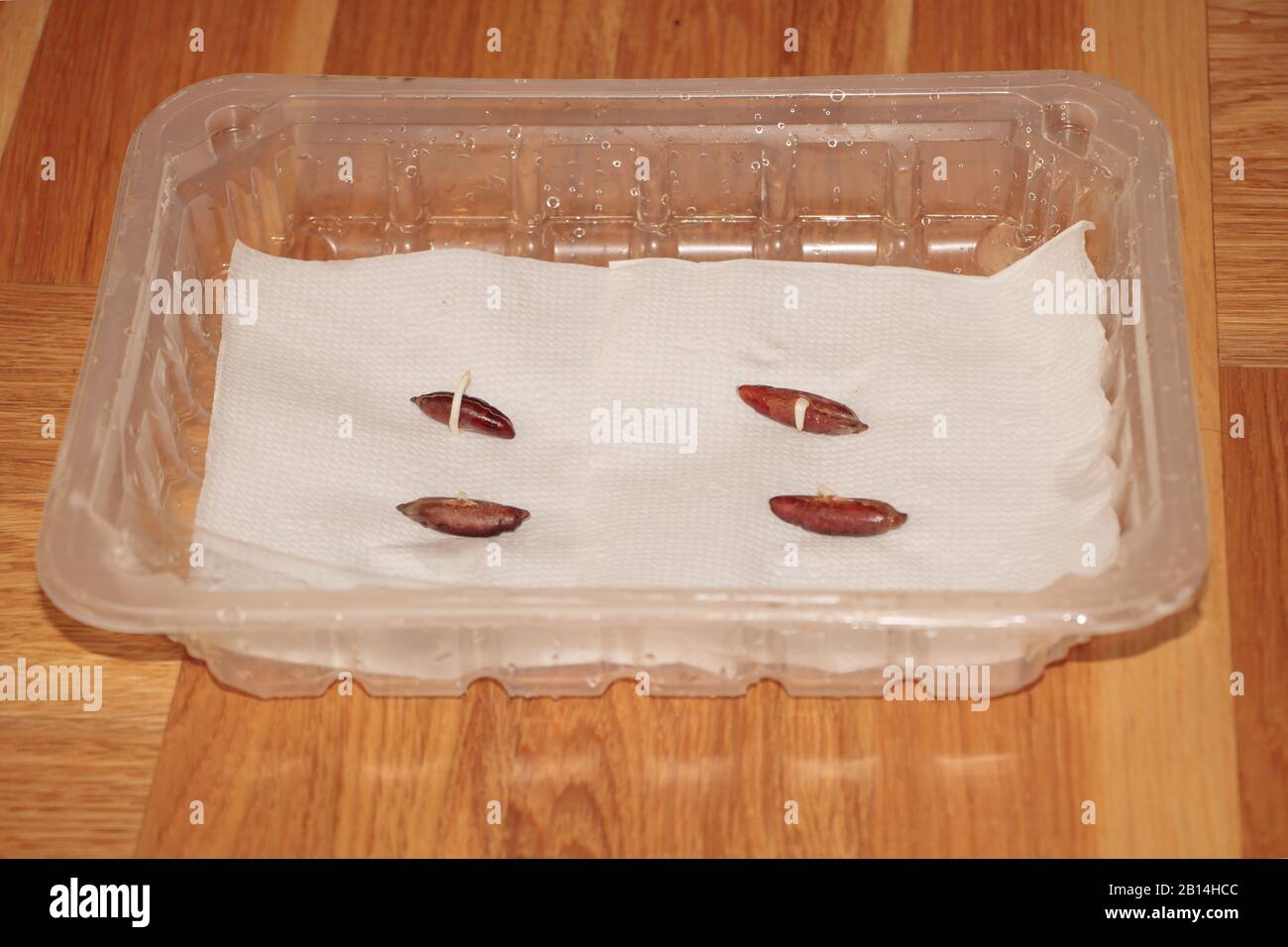 Palm tree seeds sprouted. Phoenix variety. How to grow palm tree from ...