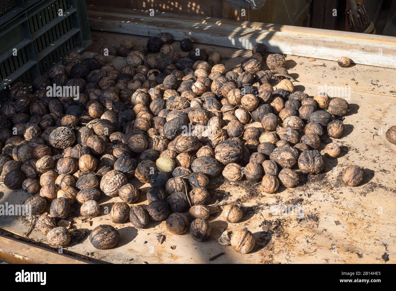 Harvested dry wood hi-res stock photography and images - Alamy