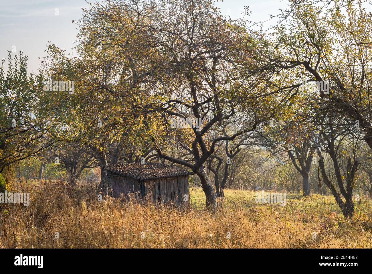 Scenic view of old barn below trees with autumn foliage Stock Photo - Alamy
