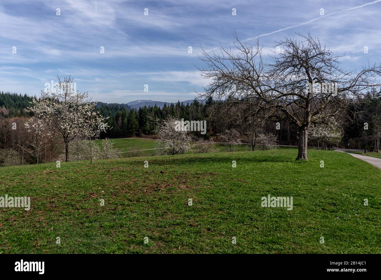 Typical landscape image from the Black Forest with trees and mountains ...