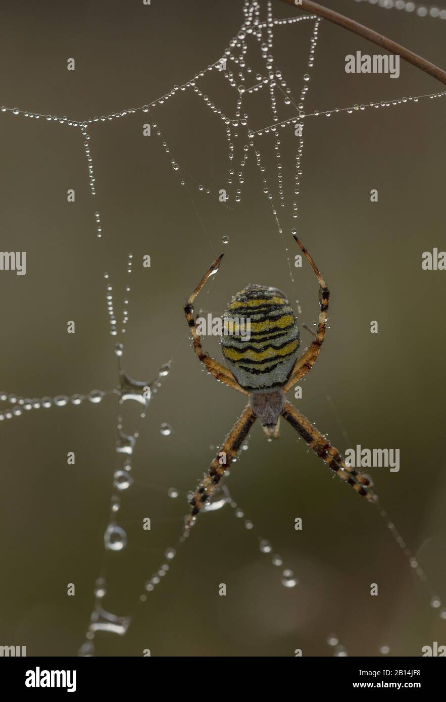 Female wasp spider, Argiop8BIM Stock Photo - Alamy