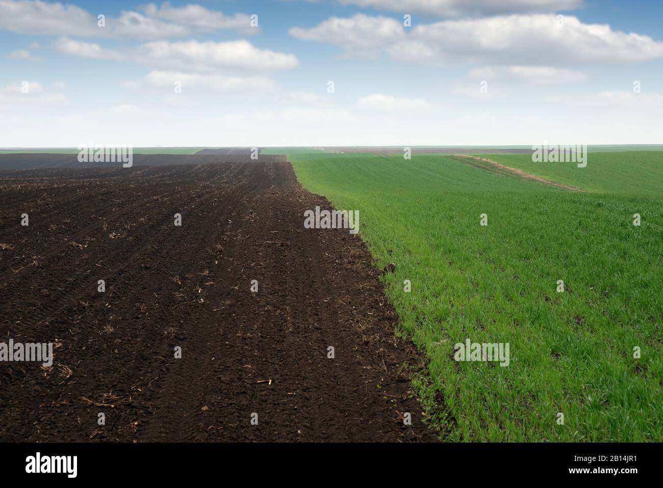 green wheat and plowed fields in spring landscape Stock Photo - Alamy