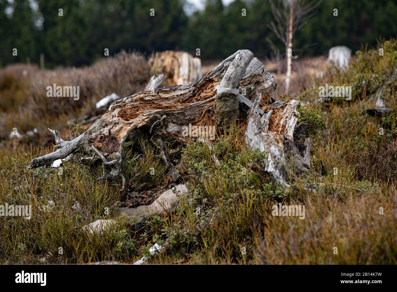 Landscape of the Lothar path in the Black Forest in winter with snow ...
