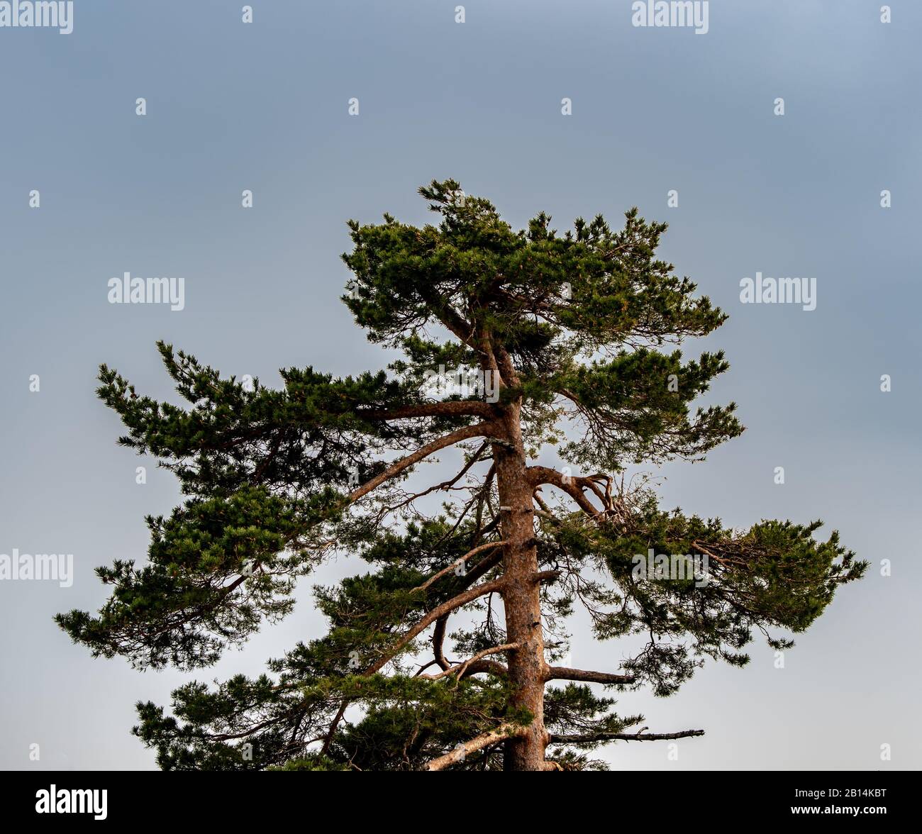 Landscape of the Lothar path in the Black Forest in winter with snow ...