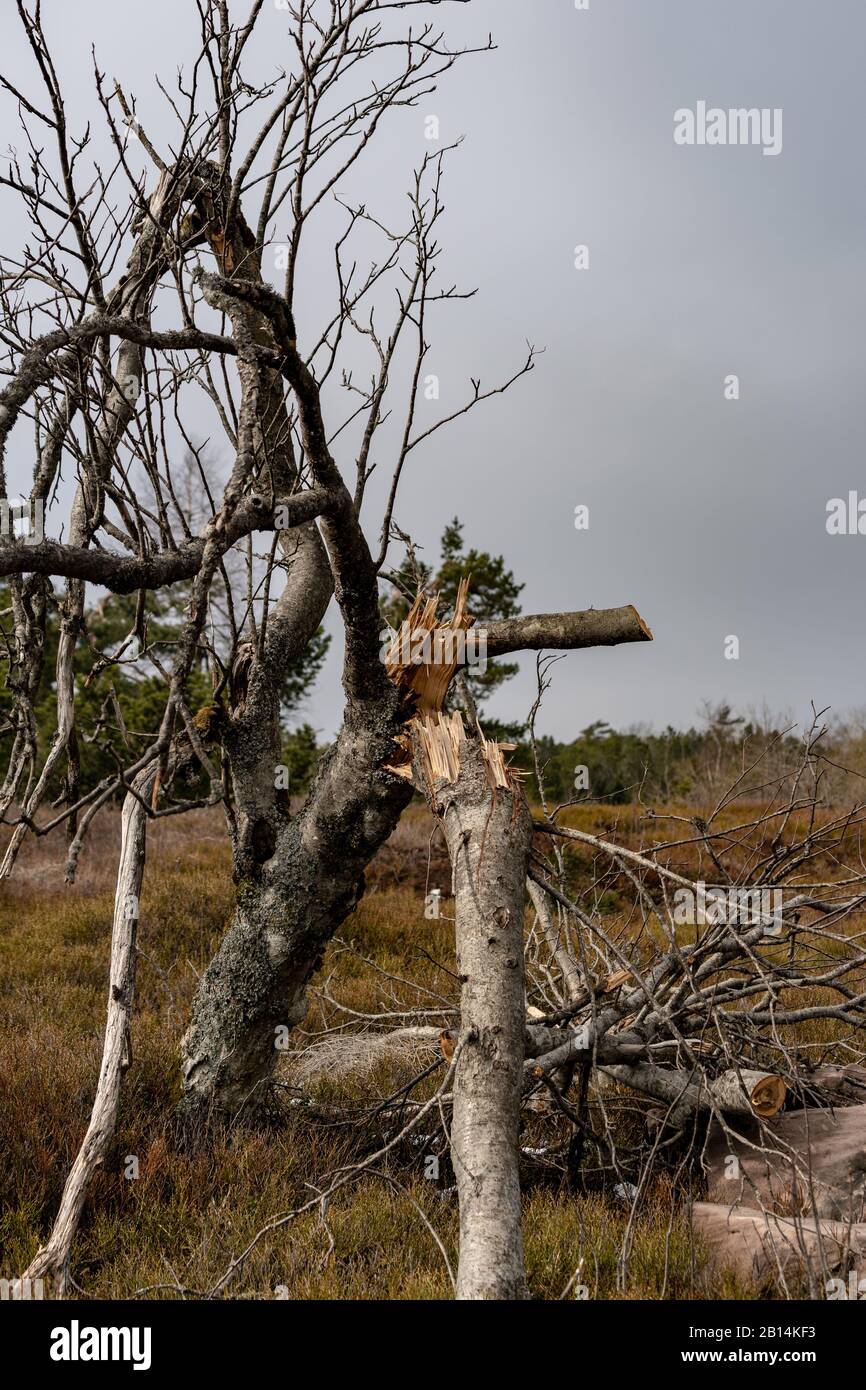 Lothar storm hi-res stock photography and images - Alamy