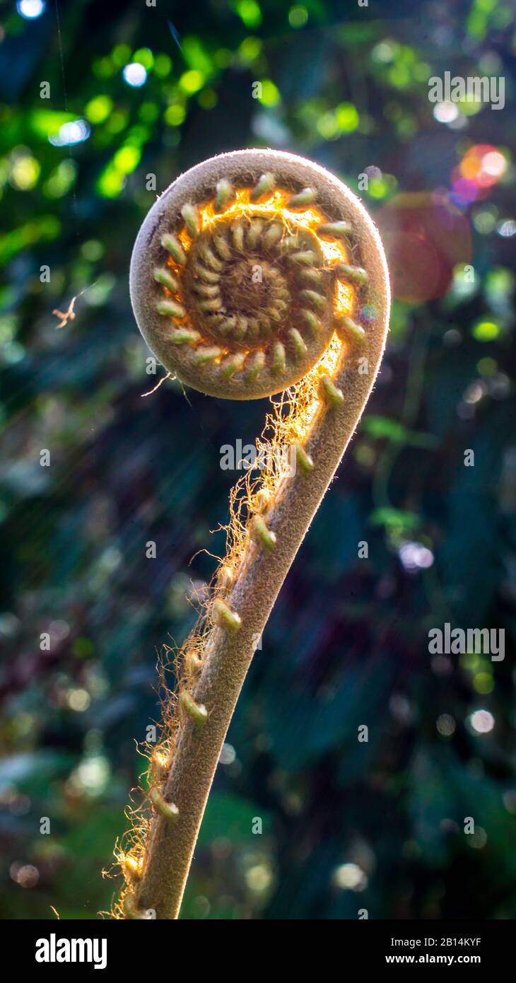 closeup of fern bud in the tropical rain forest with sunbeam Stock ...