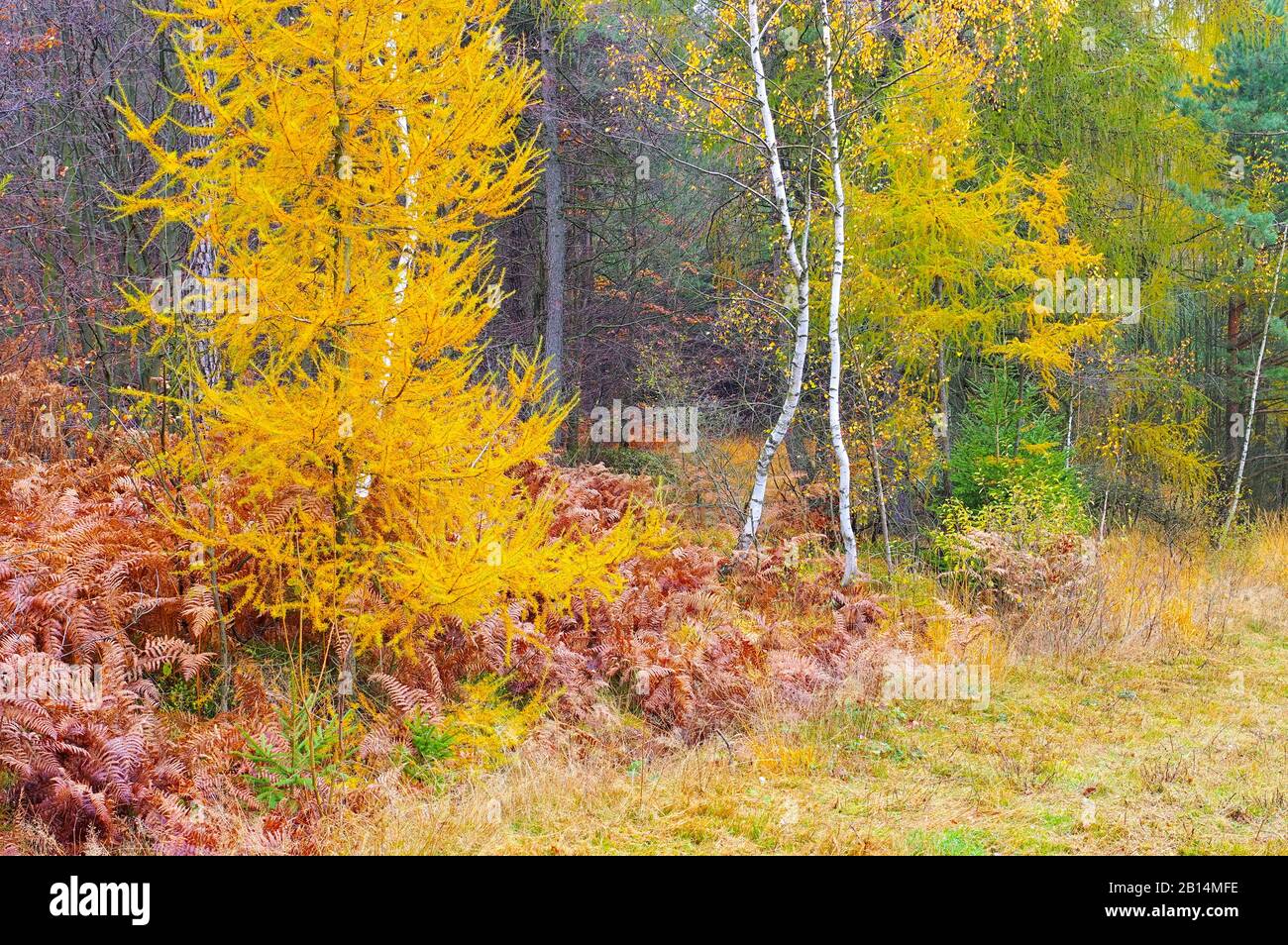 Yellow larches trees hi-res stock photography and images - Alamy