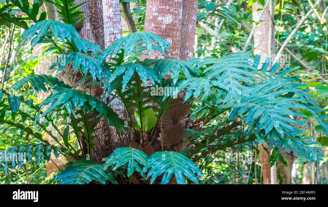 Green and lush tropical fern attached on the tree in the rain forest ...
