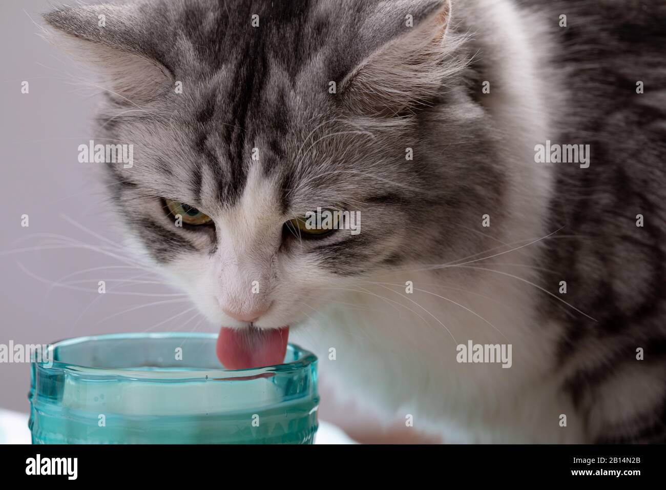 Cute cat drinking milk from a glass, closeup Stock Photo - Alamy