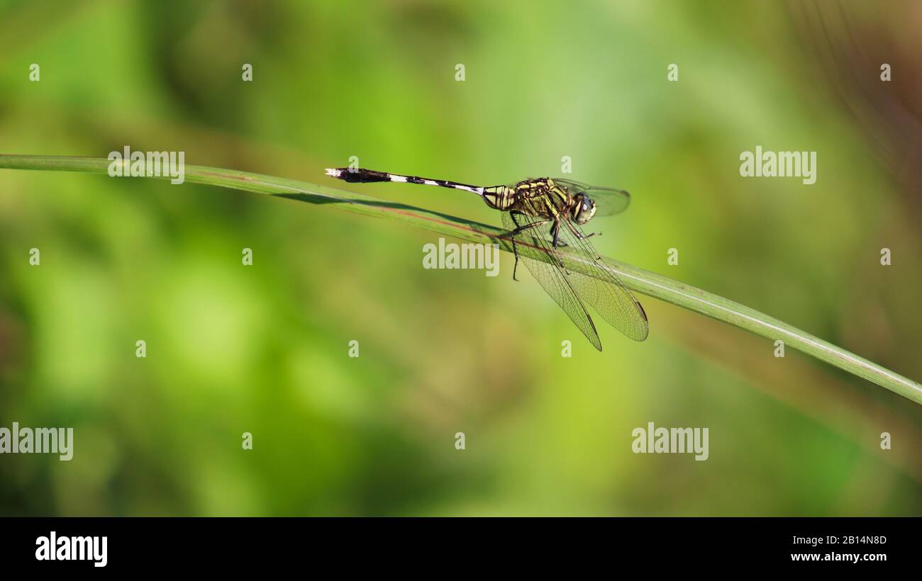 Predator pics hi-res stock photography and images - Alamy