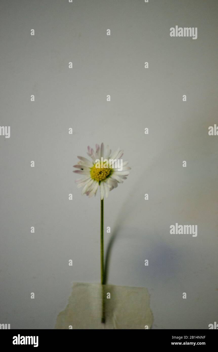 3d illustration daisy flower hi-res stock photography and images - Alamy