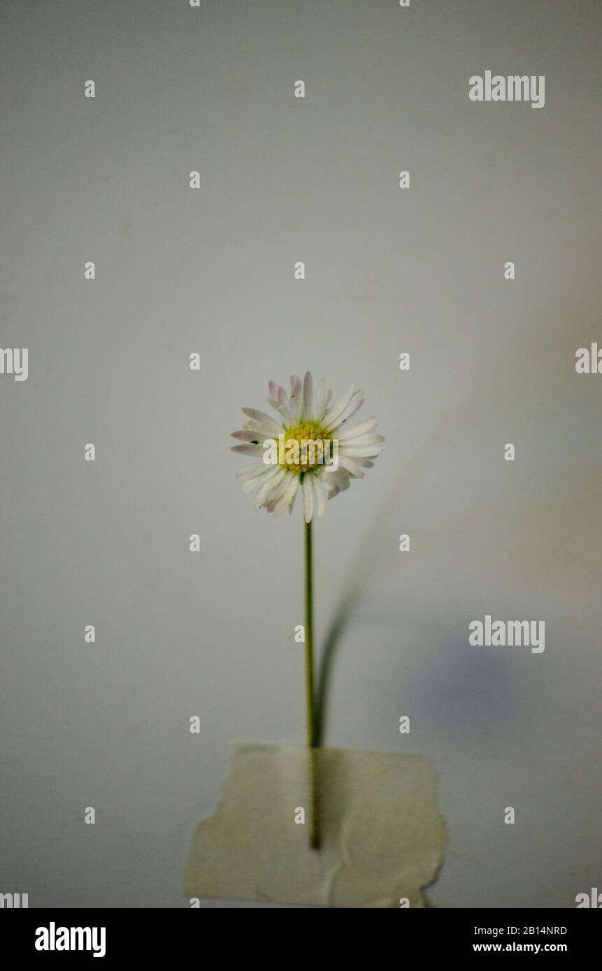 Cute cartoon smiling flower hi-res stock photography and images - Alamy