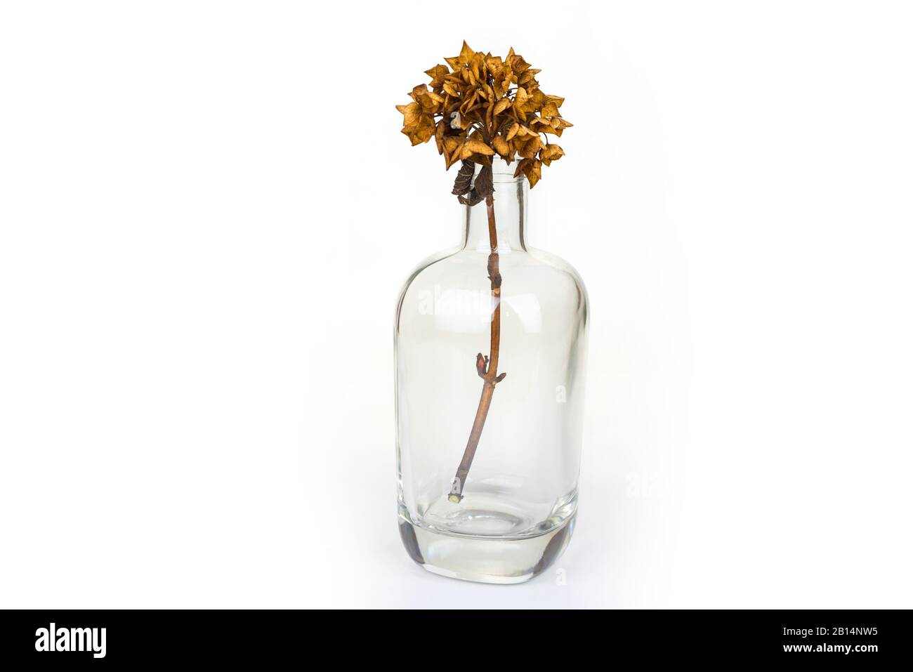 Dead flower in a glass vase on a white background Stock Photo - Alamy