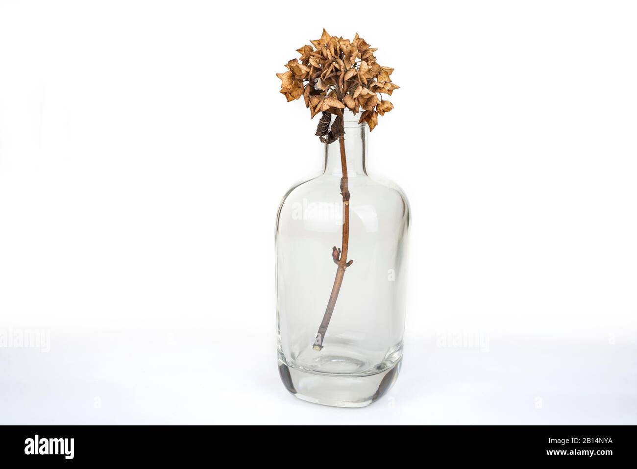 Dead flower in a glass vase on a white background Stock Photo - Alamy