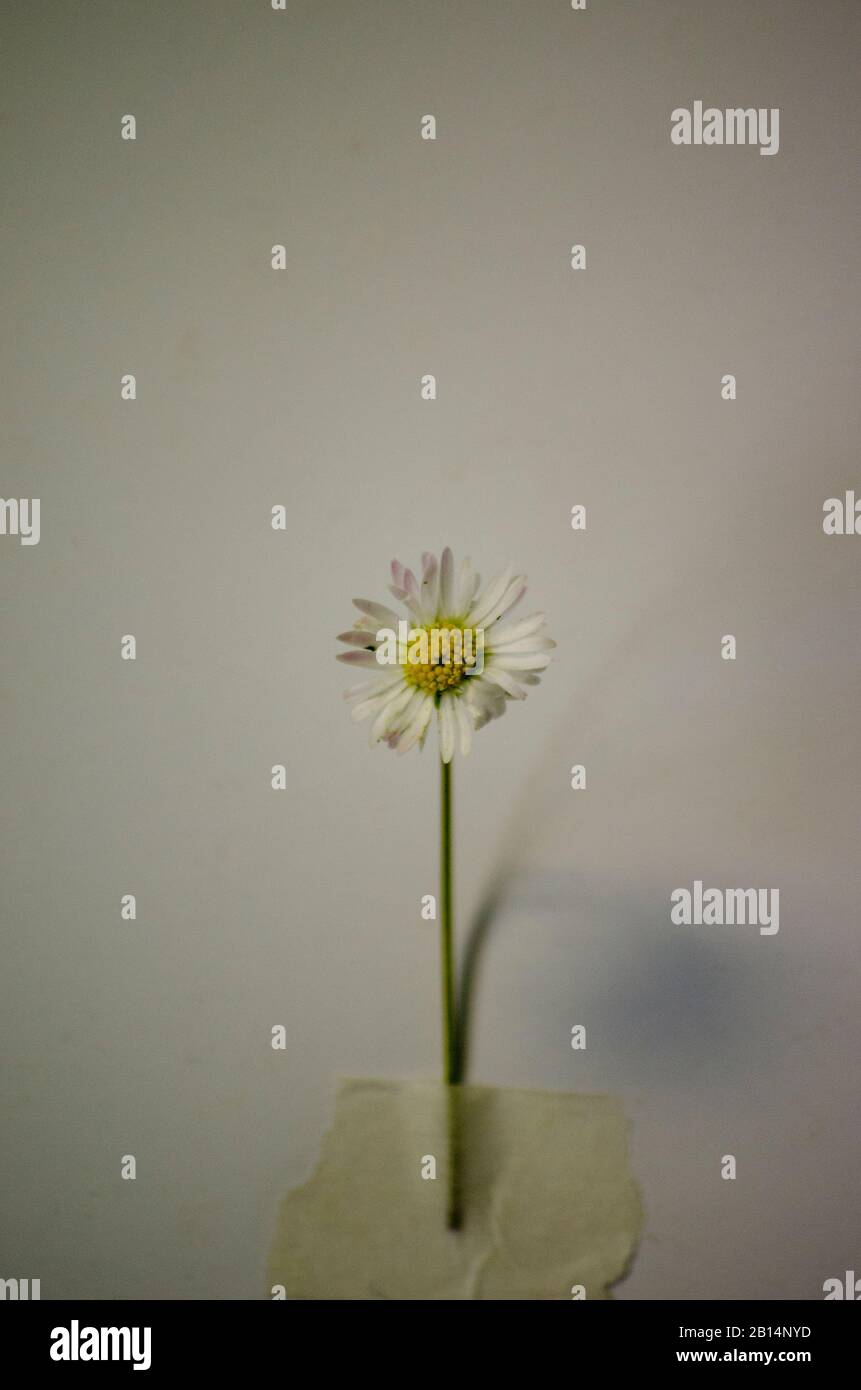 Cute cartoon smiling flower hi-res stock photography and images - Alamy