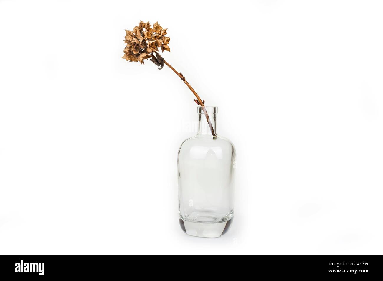 Dead flower in a glass vase on a white background Stock Photo - Alamy