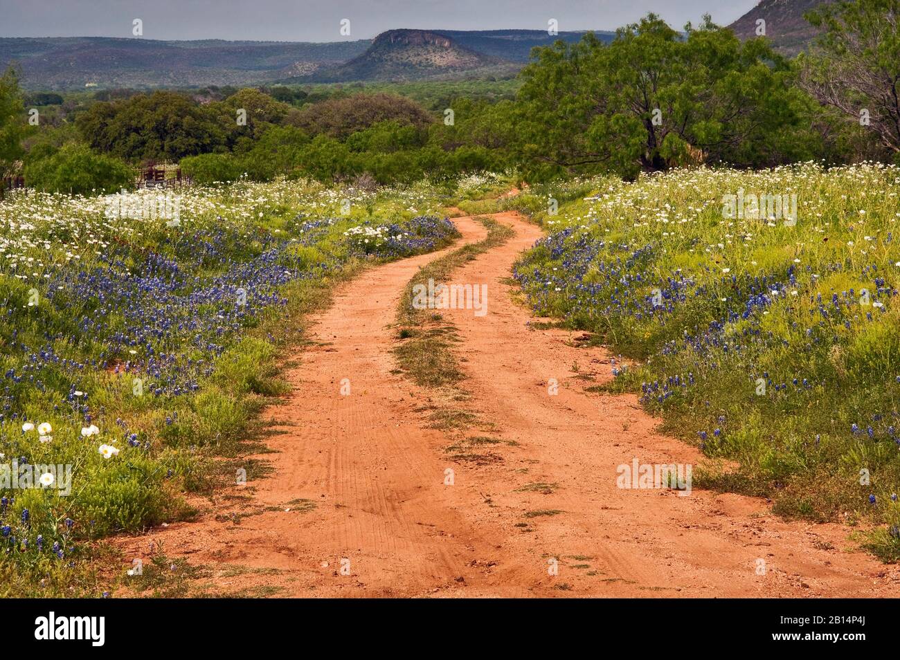 Dirt road to ranch with wildflowers blooming in springtime at Willow ...
