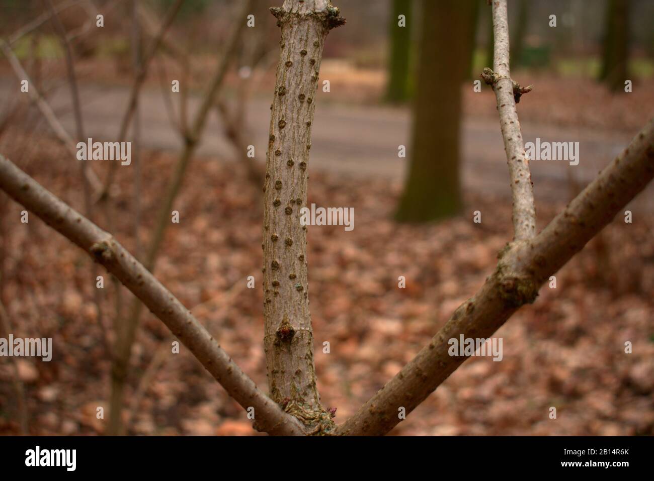 Tree branch three split background in Tiergarten Berlin Stock Photo - Alamy