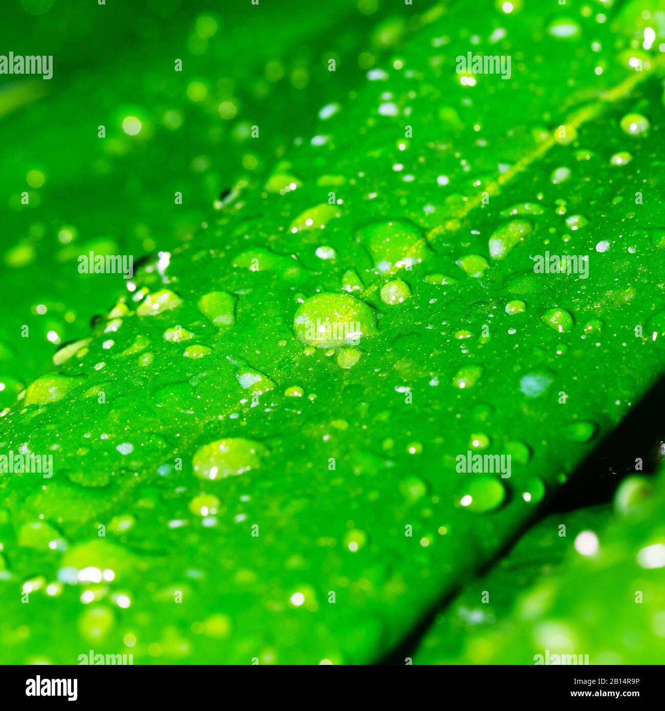 Green leaf with dew drops, spring background Stock Photo - Alamy