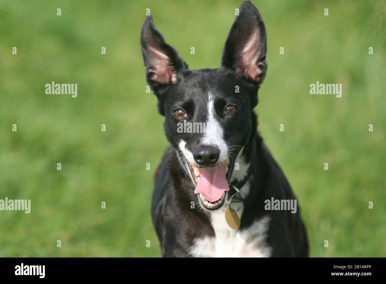 lurcher dog running, Wales Stock Photo - Alamy