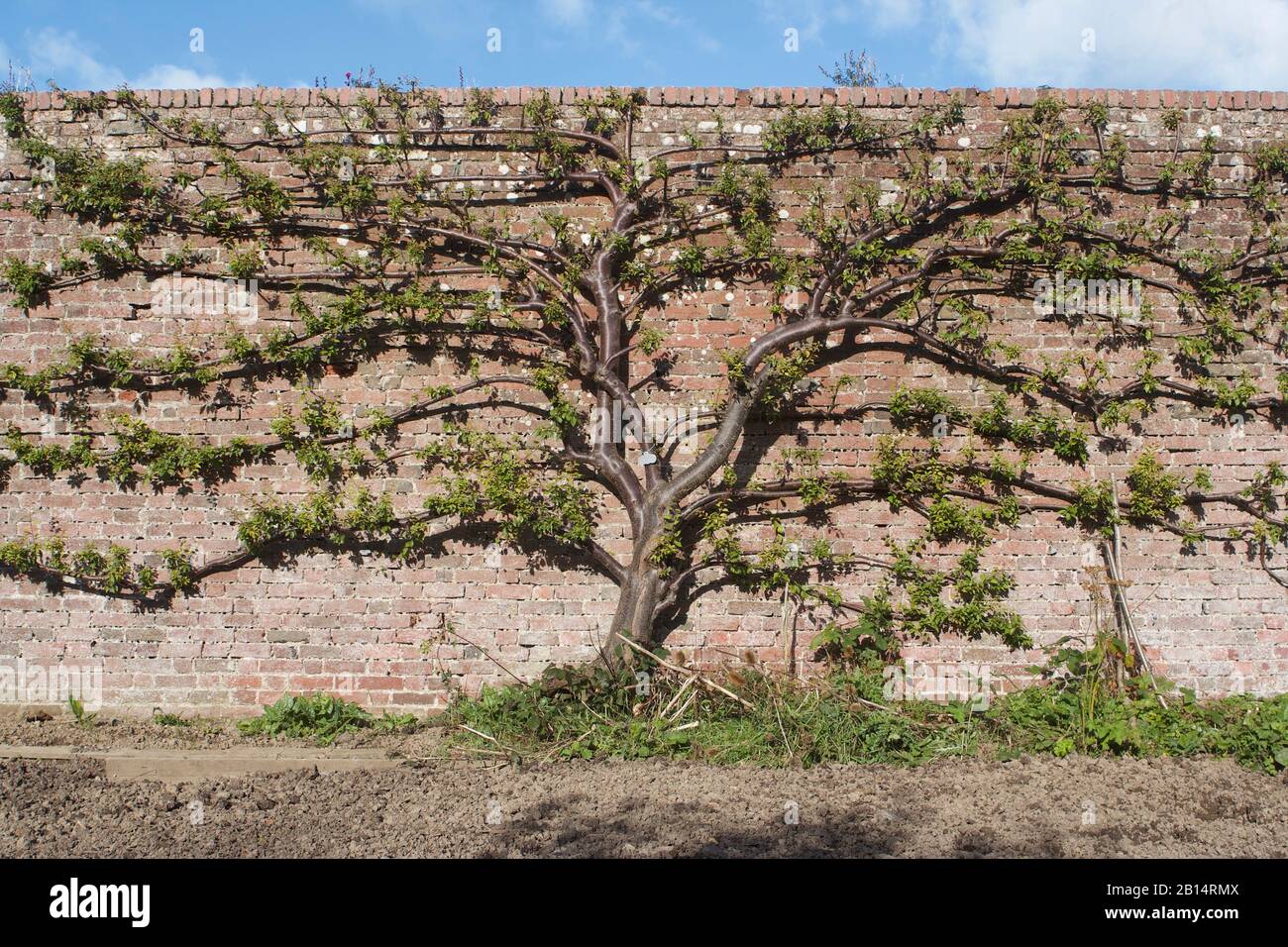 Pruning espalier apple tree hi-res stock photography and images - Alamy