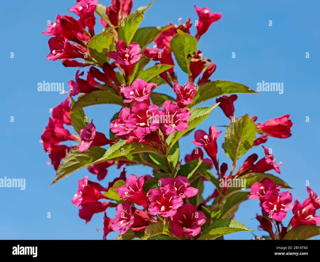 Red flowering weigela hi-res stock photography and images - Alamy