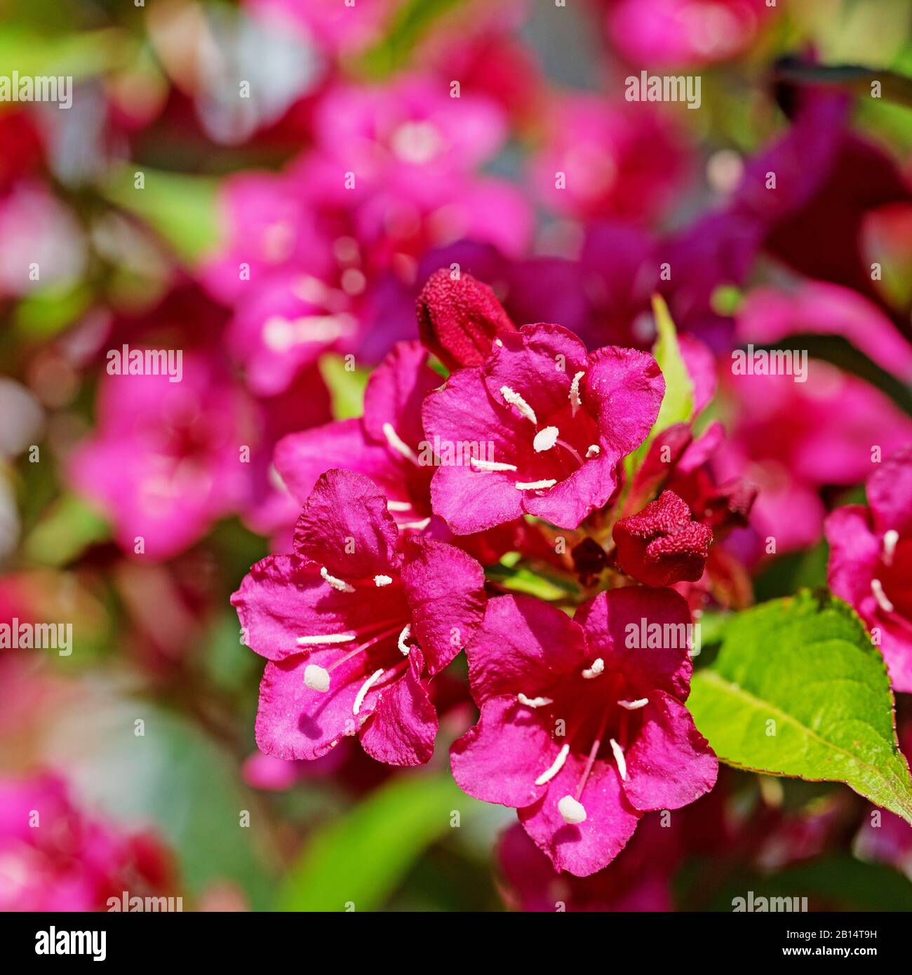 Red flowering weigela hi-res stock photography and images - Alamy