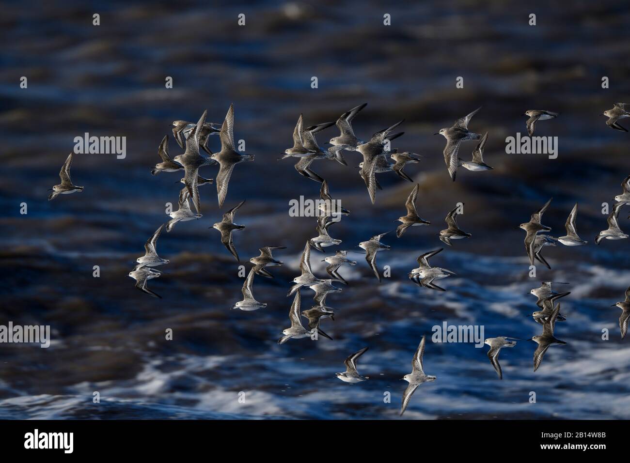 (Red) Knot (Calidris canutus), flock in flight, winter Stock Photo - Alamy