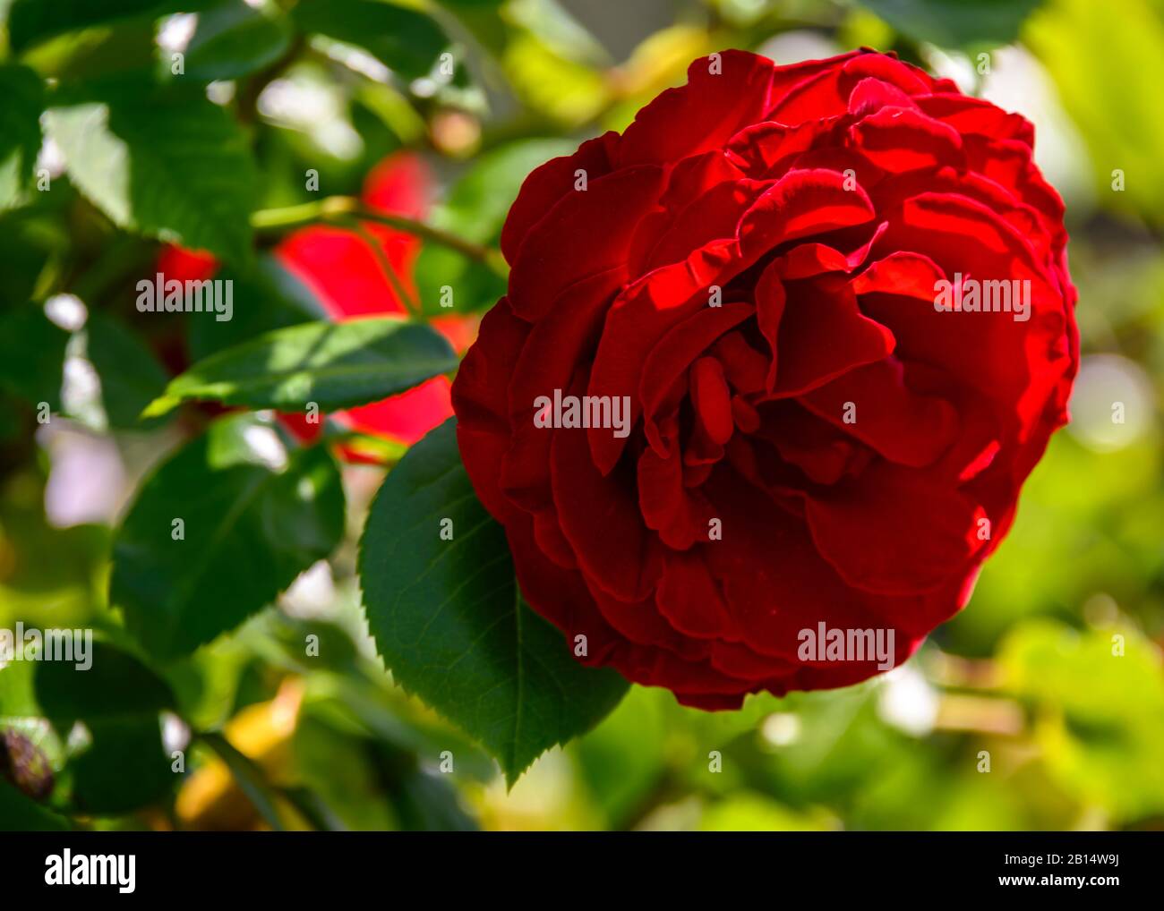Beautiful red roses blooming in the spring. Green leaves and branches ...