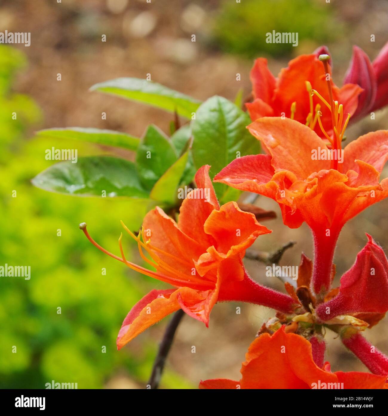 Azalee orange hi-res stock photography and images - Alamy