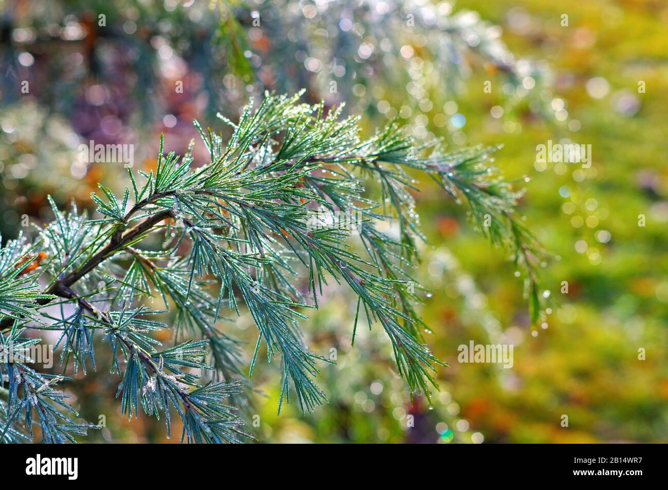 branch of a Himalayan cedar tree with drops of dew Stock Photo - Alamy
