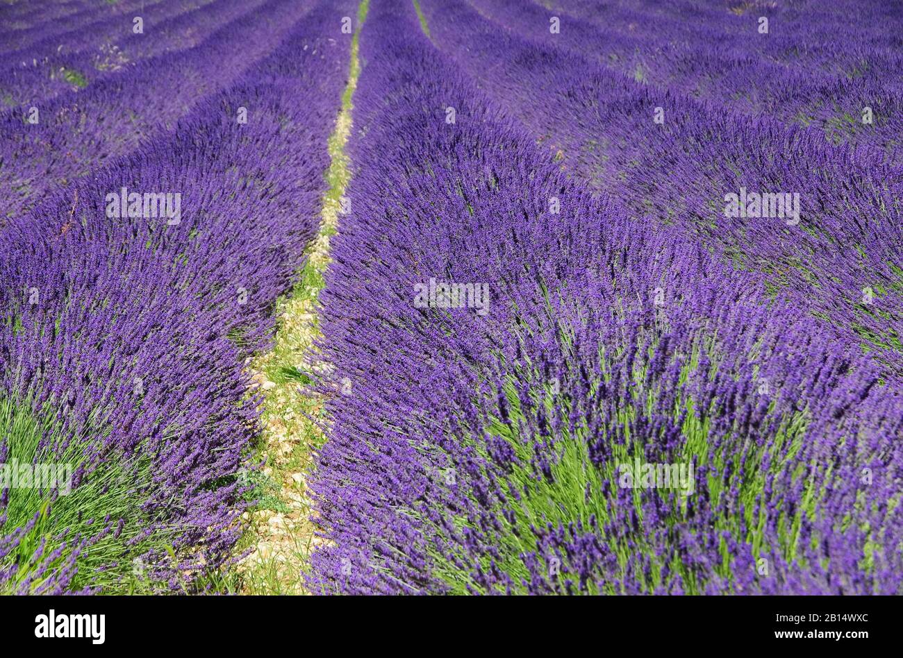 Lavendelfeld - lavender field 56 Stock Photo - Alamy