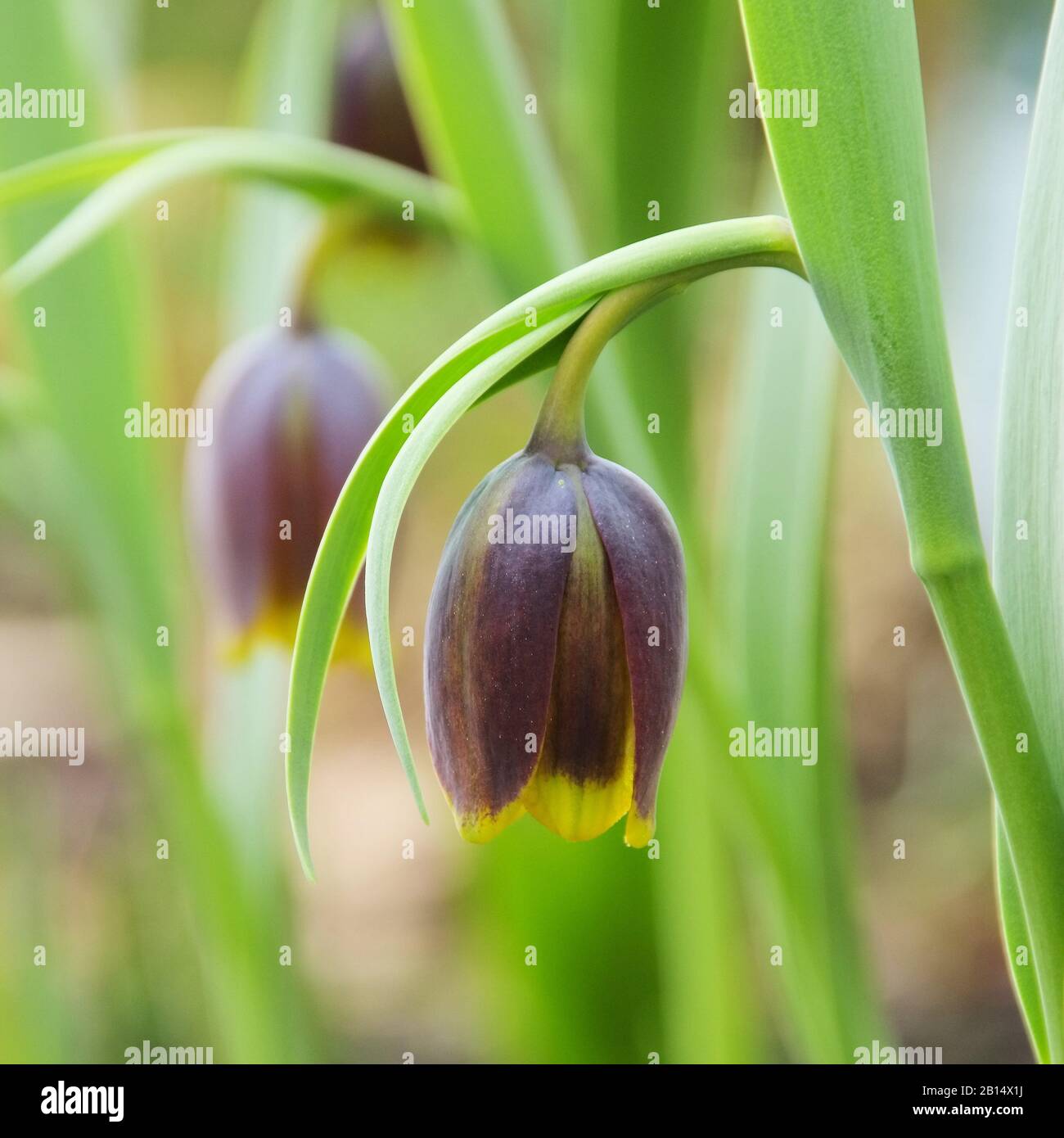 Schachblume - Chess Flower 05 Stock Photo - Alamy