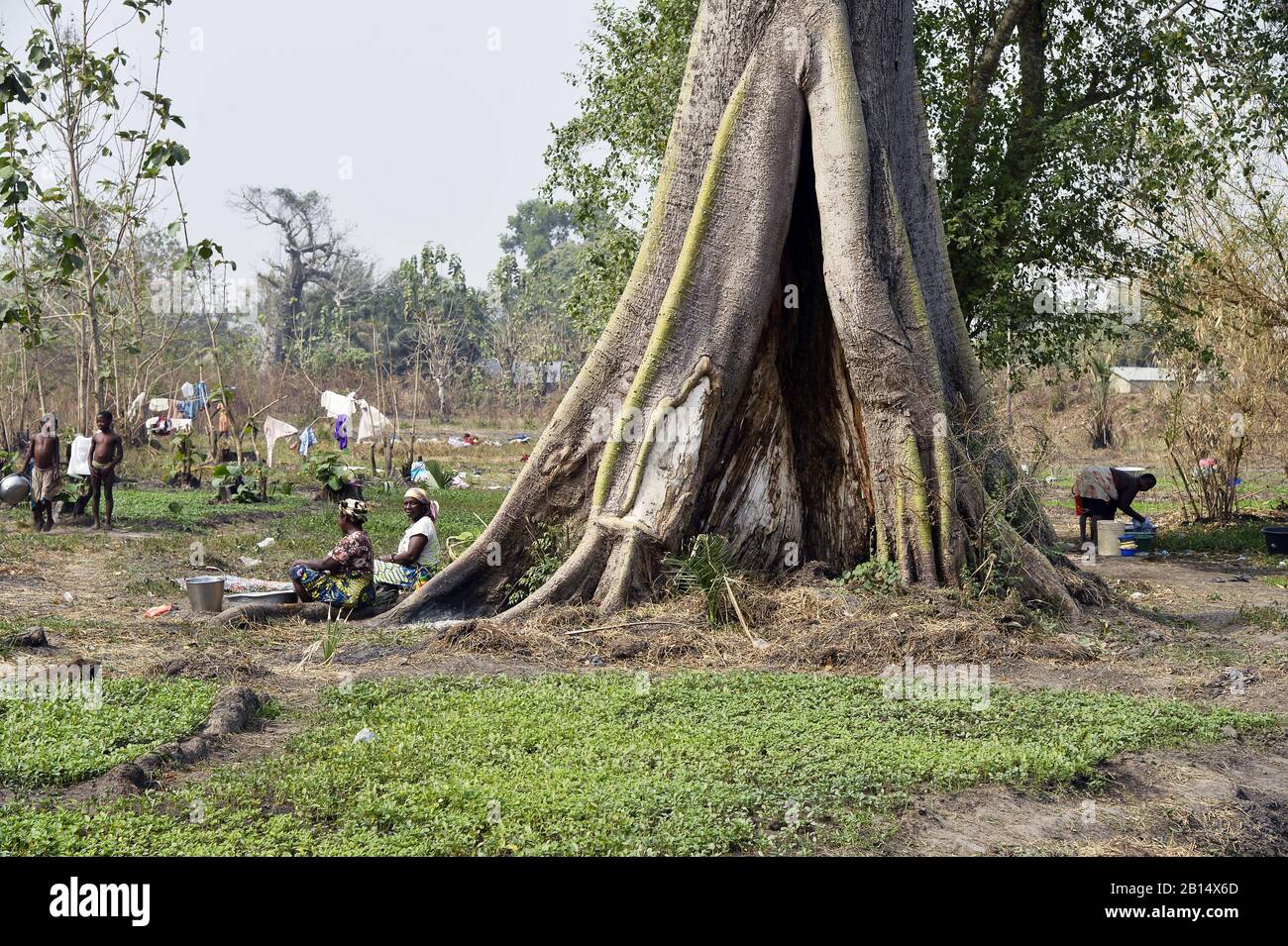 Kapok Tree - Togo - West Africa Stock Photo - Alamy