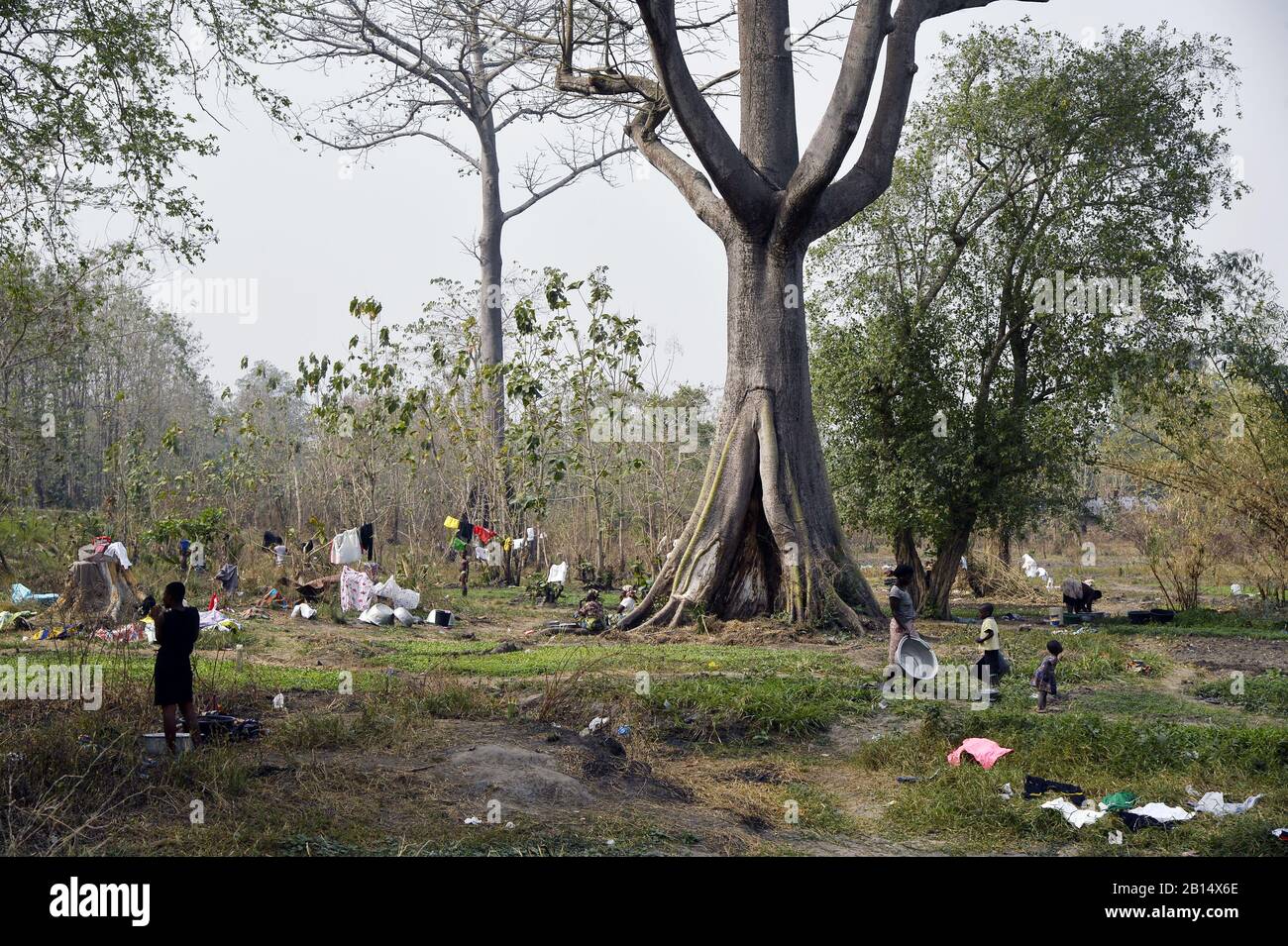 Kapok tree africa hi-res stock photography and images - Alamy
