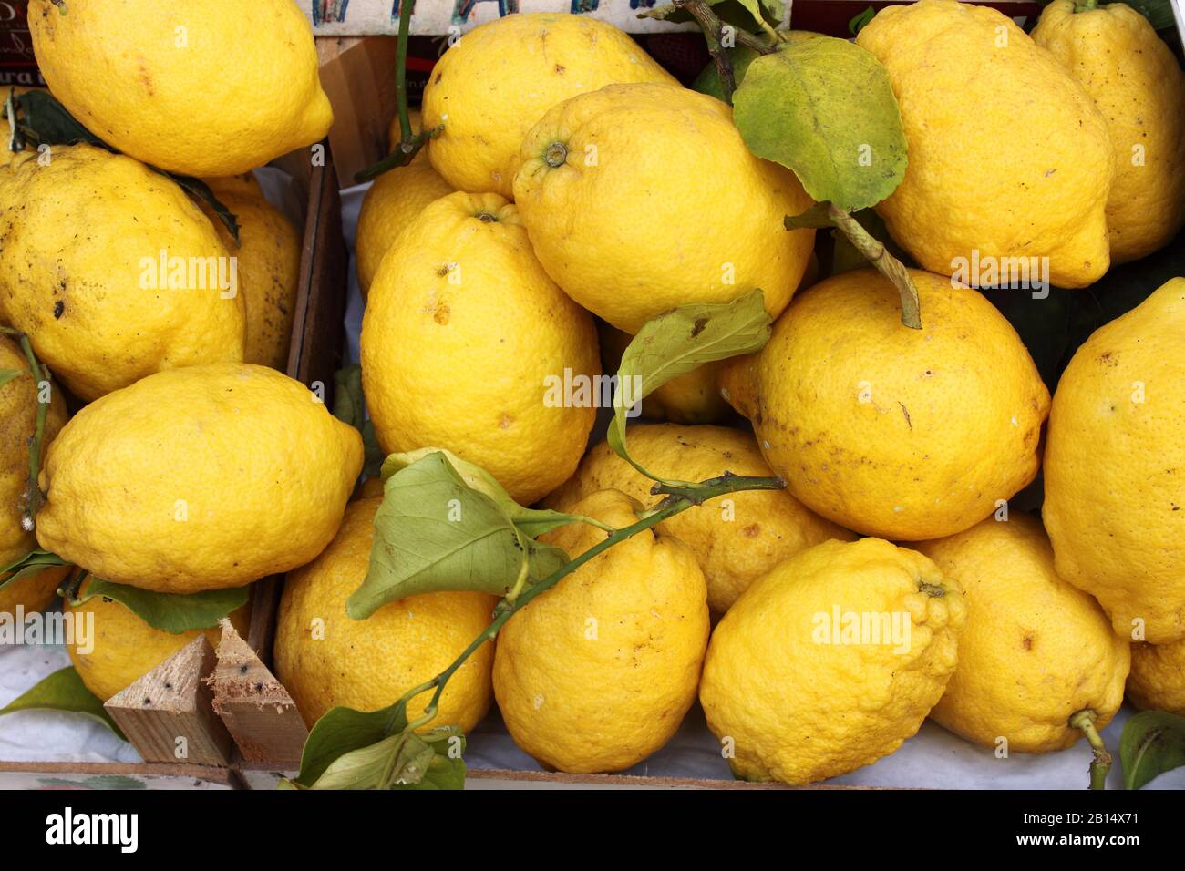 Traditional lemons in Amalfi Coast, Italy Stock Photo - Alamy