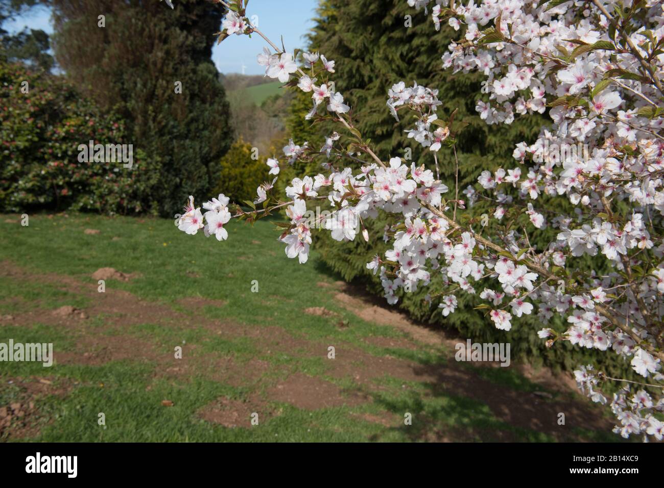 Spring Blossom of a Cherry Tree (Prunus 'The Bride') in a Woodland ...