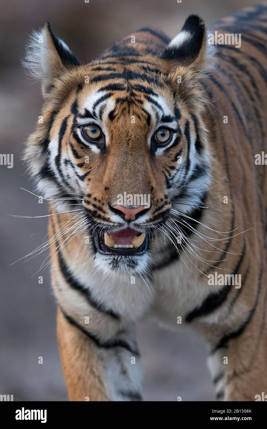 The image of Tiger (Panthera tigris) portrait in Tipeshwar Wildlife ...