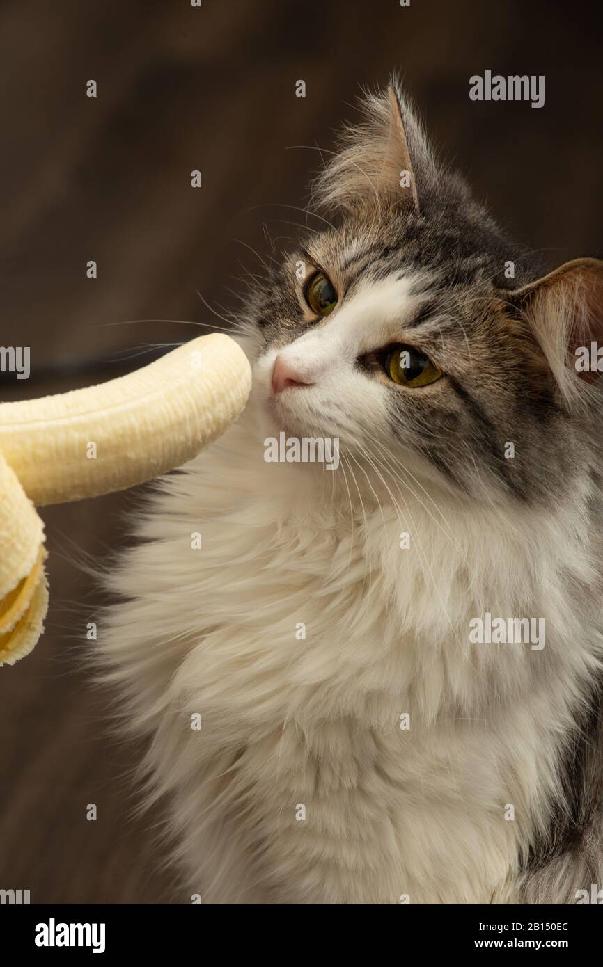 Banana smell hi-res stock photography and images - Alamy