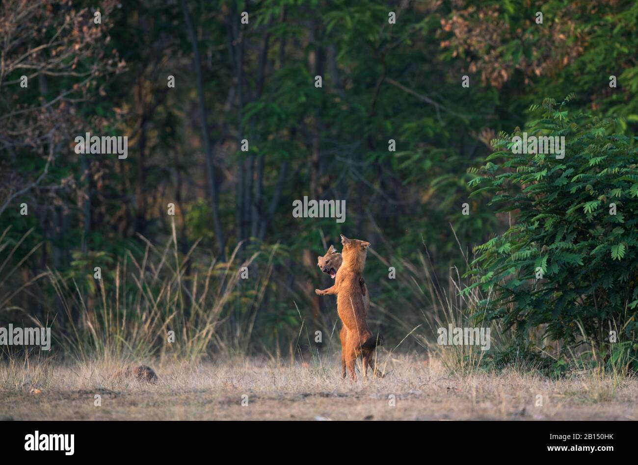 The image of Dhole or Wild Dogs (Cuon alpinus) in Nagzira Wildlife ...