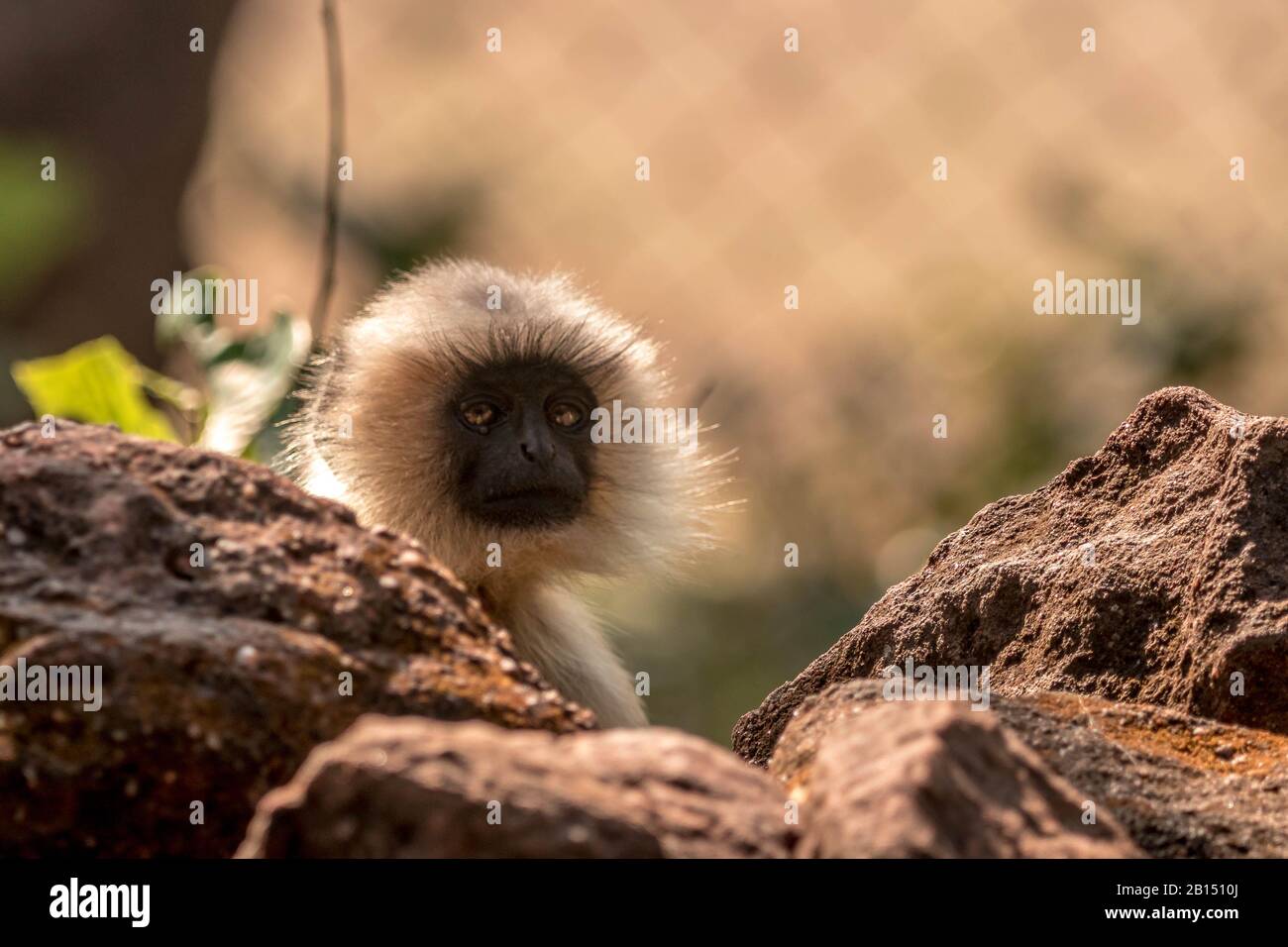 baby langur sitting and watching its visitor in the tiger reserve area ...